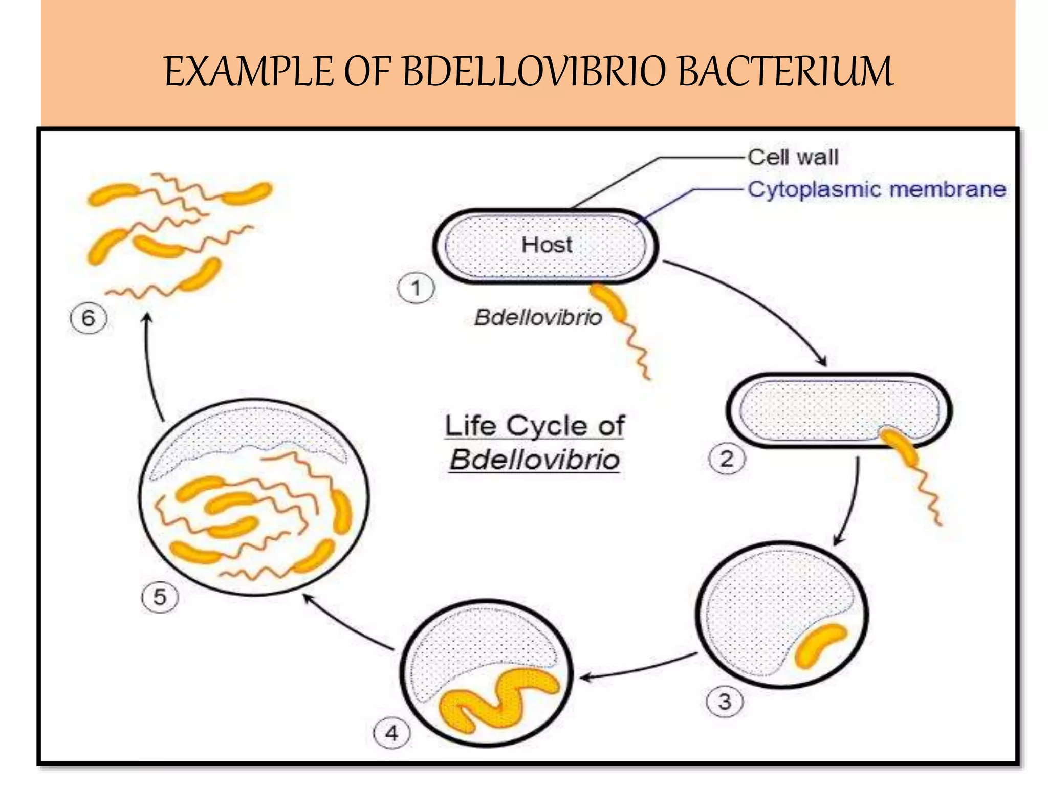 Microbial interaction | PPTX