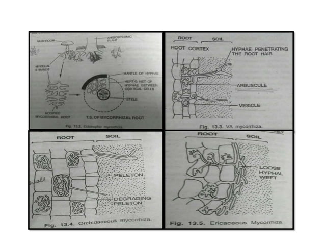 Microbial interaction | PPTX | Biological Sciences | Science