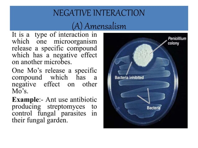 Microbial interaction | PPTX | Biological Sciences | Science