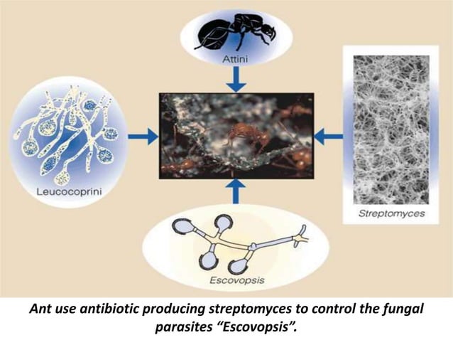 Microbial interaction | PPTX | Biological Sciences | Science
