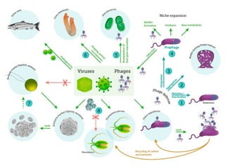 Microbial interaction and its relationship | PDF