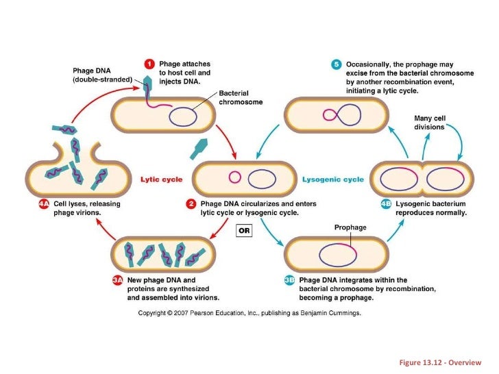 Microbial Interactions 2009