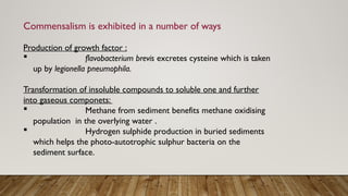 microbial interactions commensalism synergism .pptx