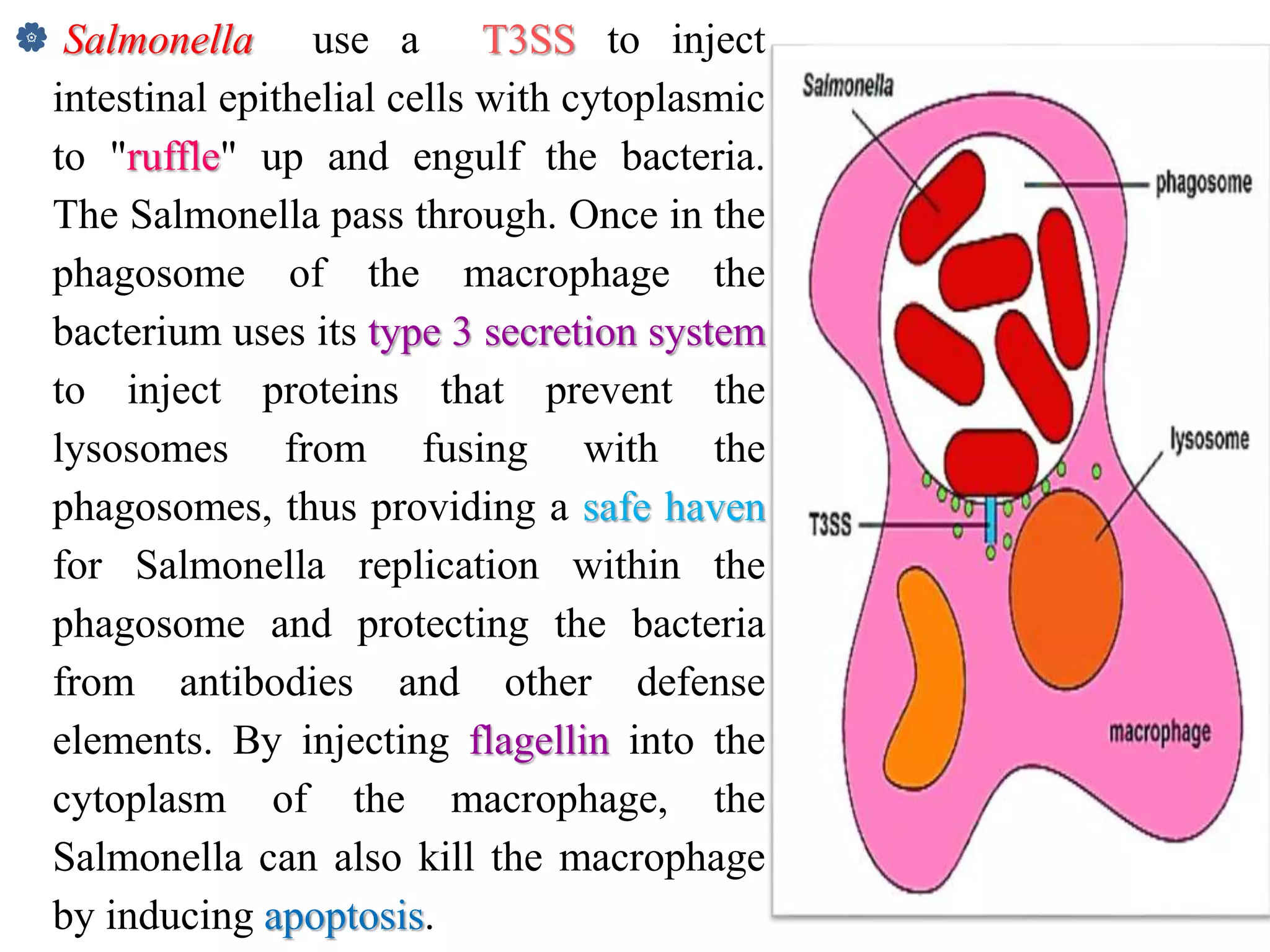 microbial invasion .pptx