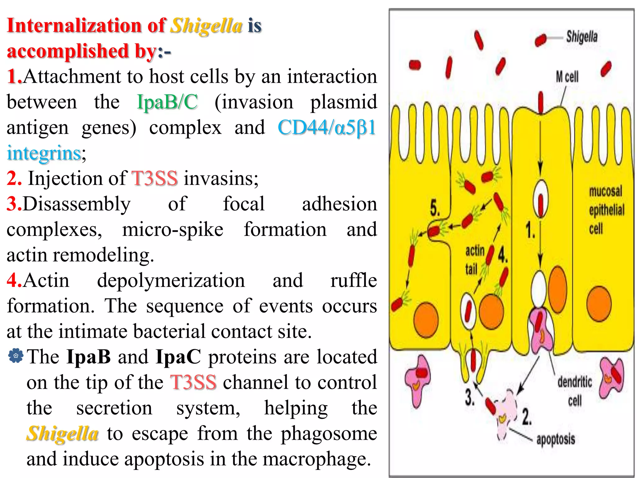 microbial invasion .pptx