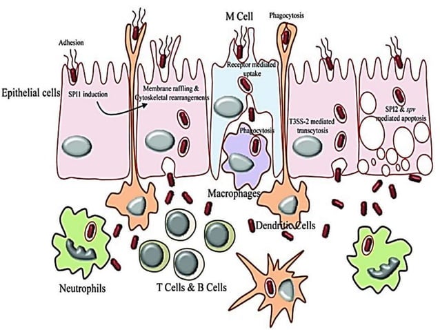 microbial invasion .pptx | Infectious Diseases | Diseases and Conditions