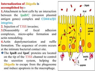 microbial invasion .pptx