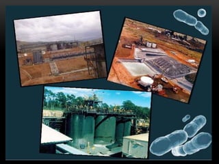 Microbial leaching | PPTX