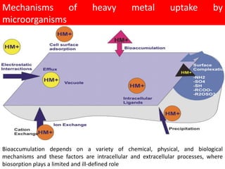 Microbial life in heavy metal environment | PPTX