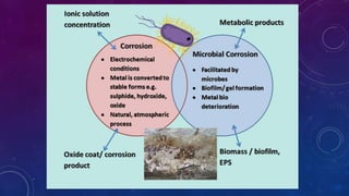 Microbially induced corrosion (1).pptx