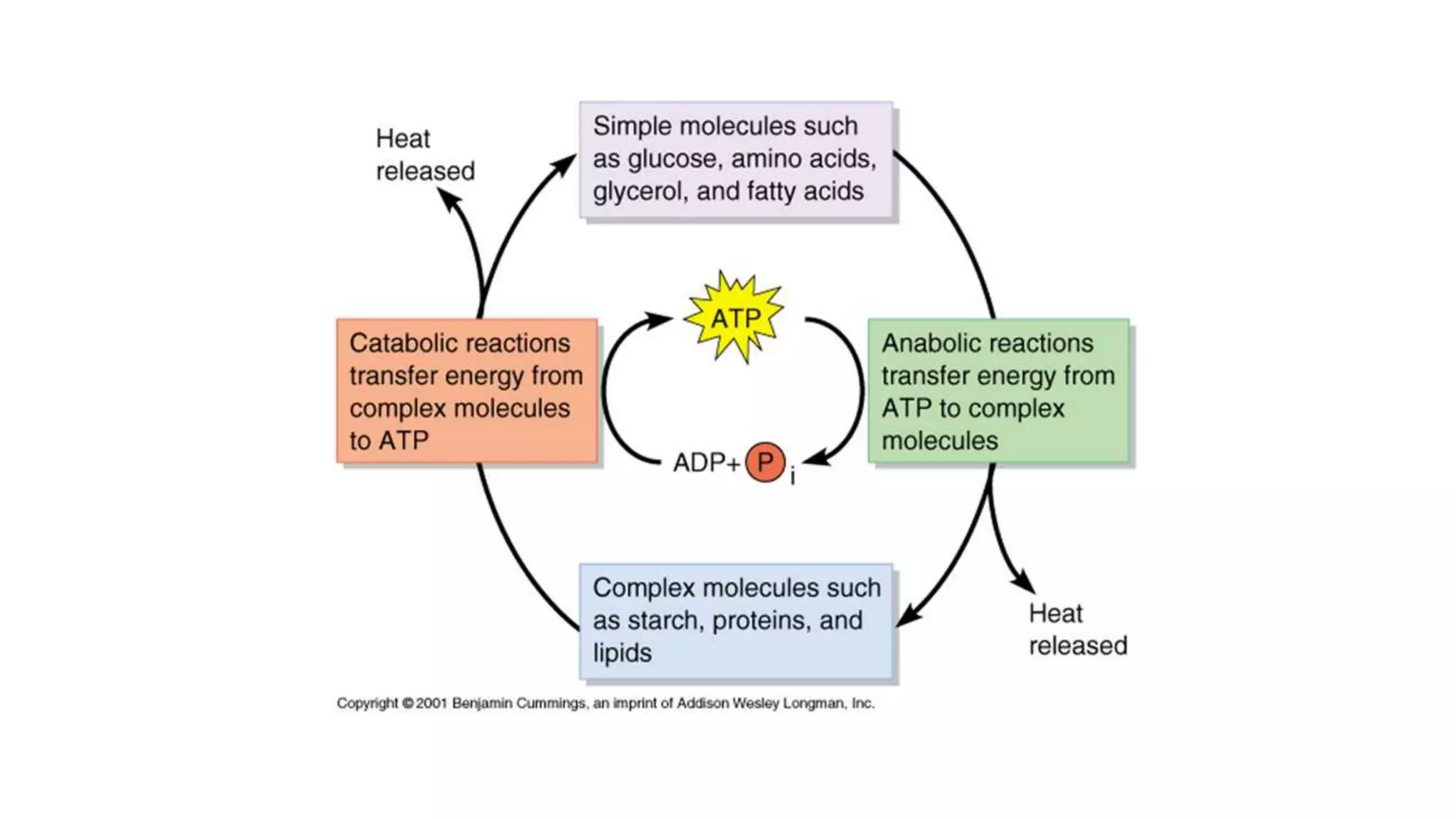 Microbial metabolism.pptx