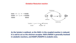 Microbial metabolism.pptx