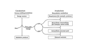 Microbial metabolism.pptx