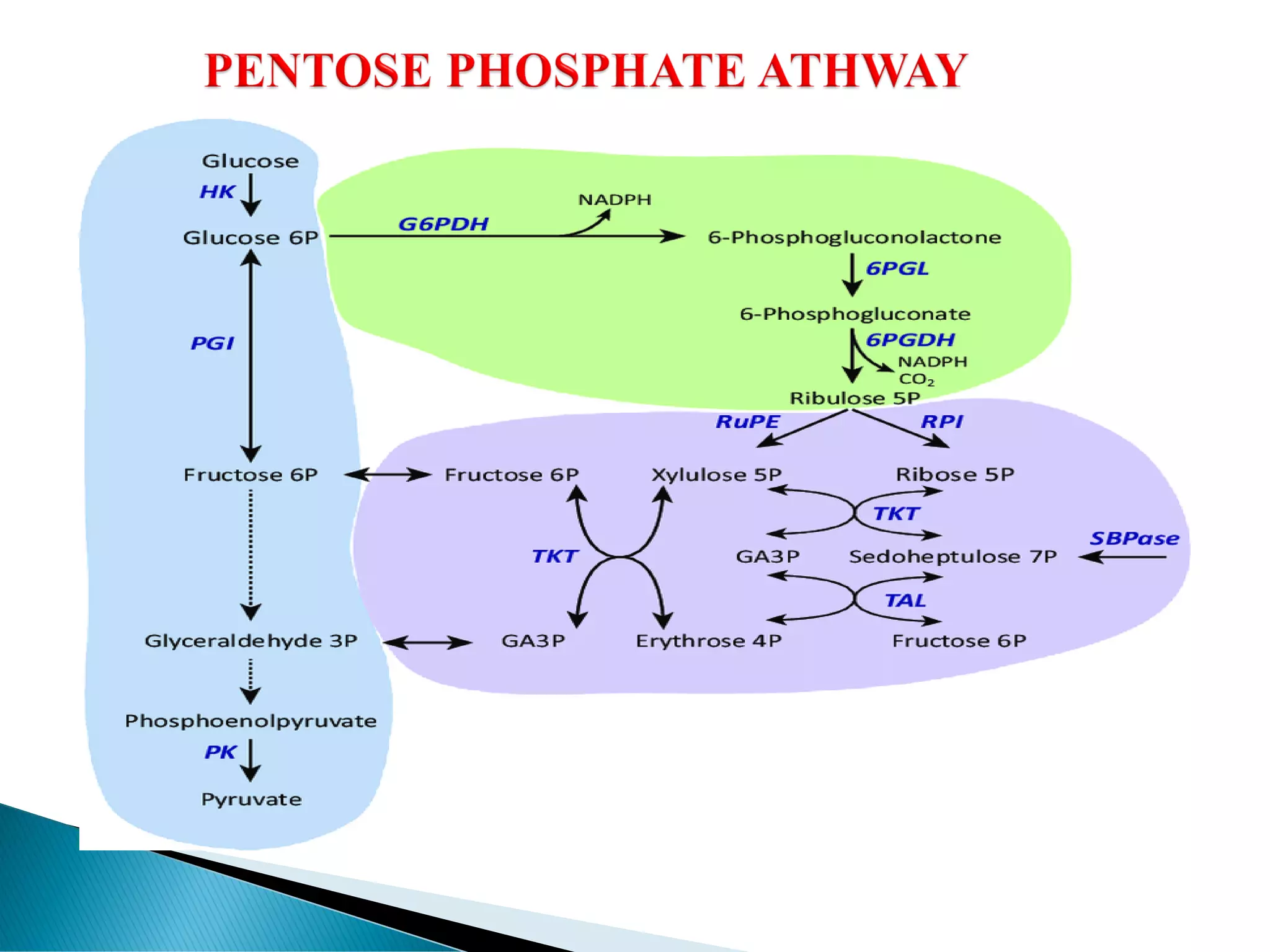 Microbial metabolism | PDF