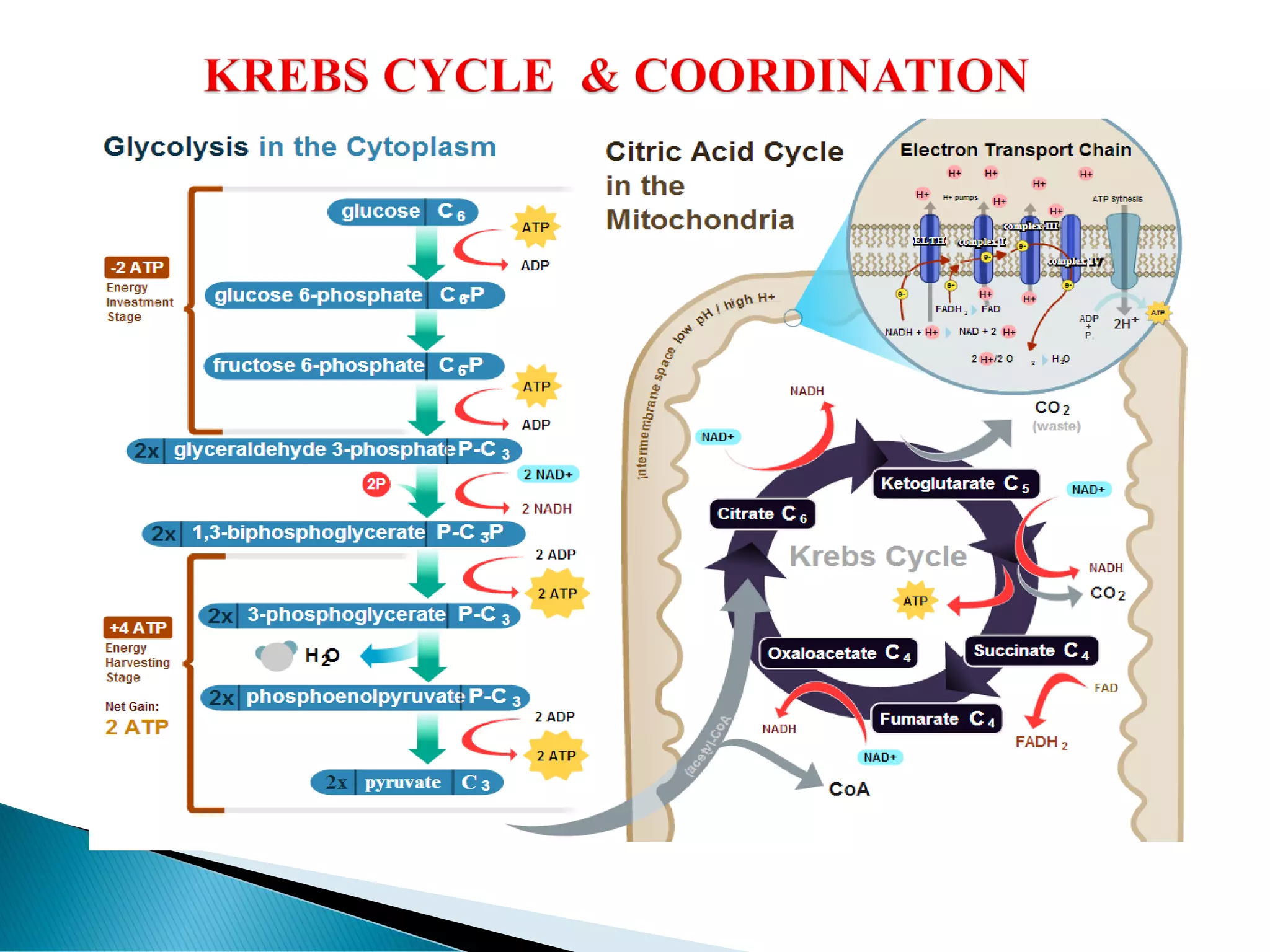 Microbial metabolism | PDF