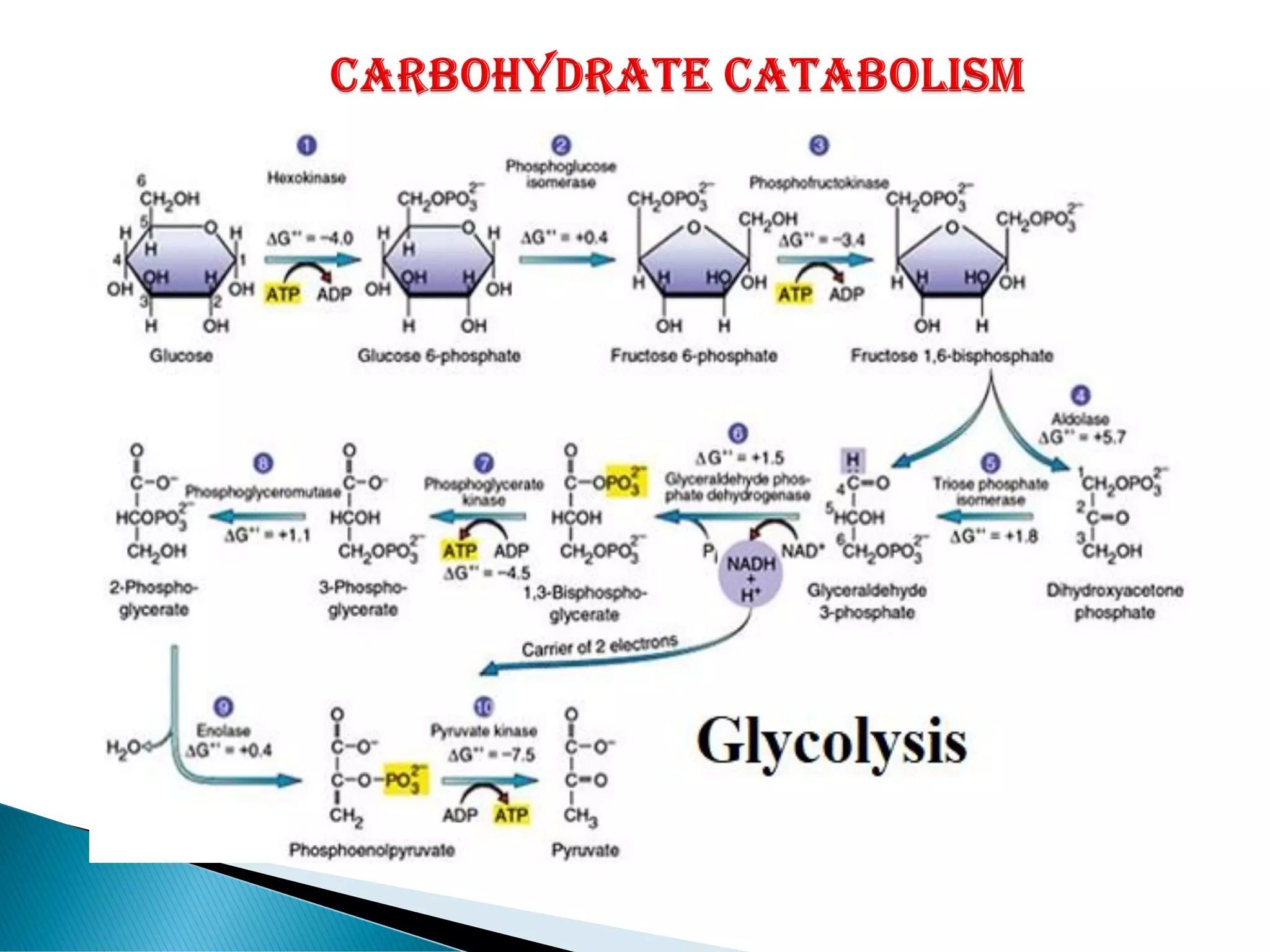 Microbial metabolism | PDF