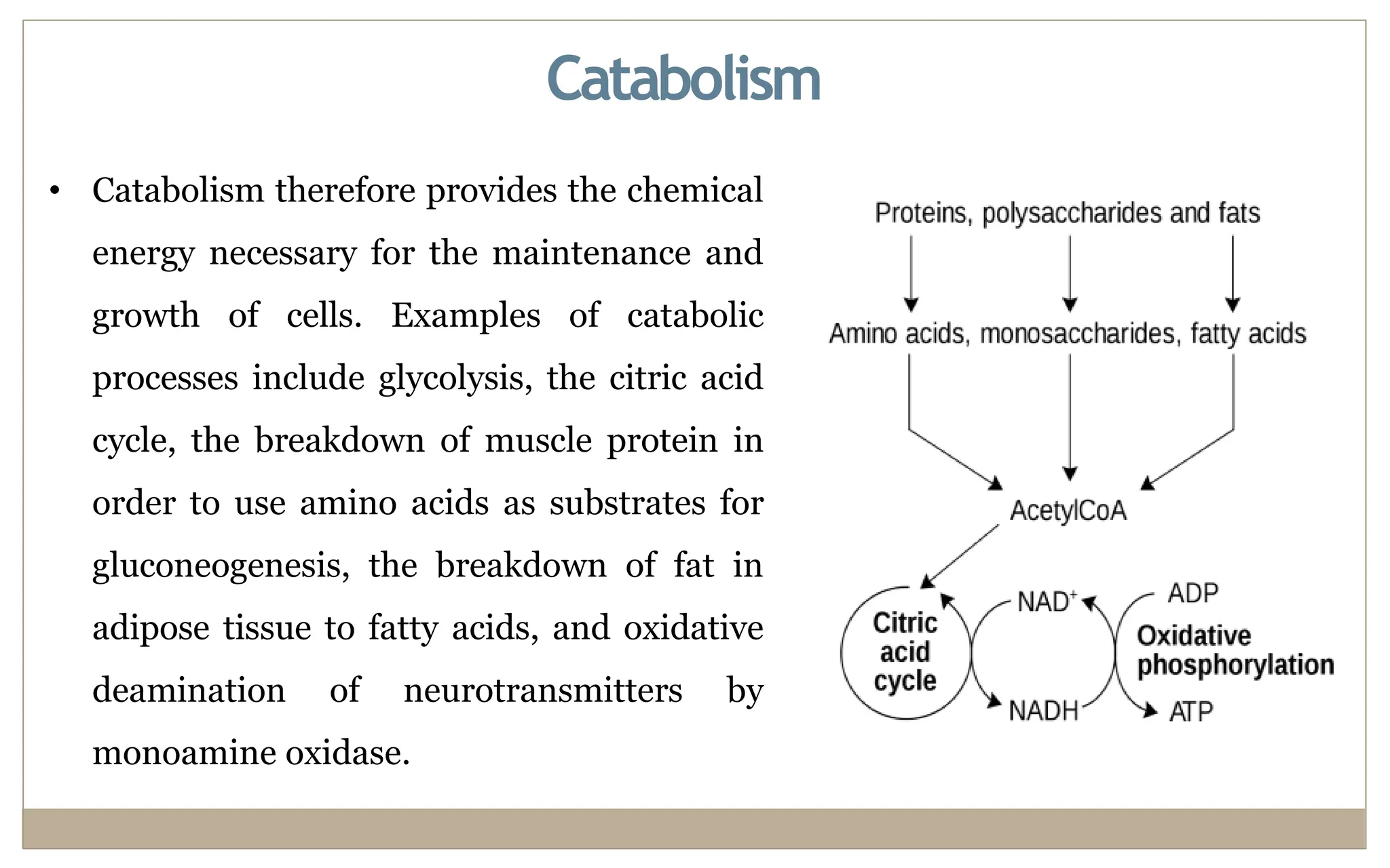 microbialmmmmmmmmmmmmmetabolism (1).pptx