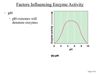 Microbial metabolism: pathways, enzymes, energy. | PPT