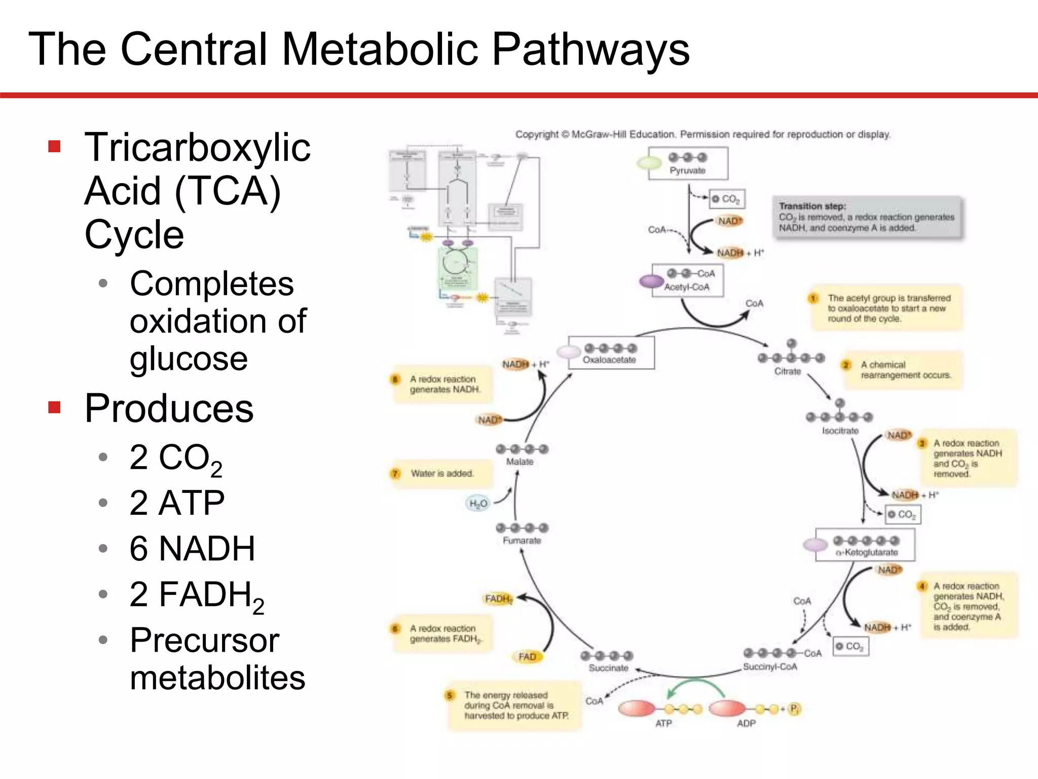 Microbial Metabolism presentations.pptx