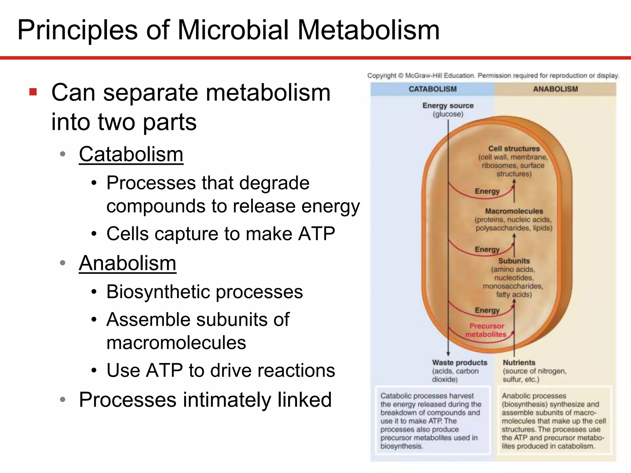Microbial Metabolism presentations.pptx