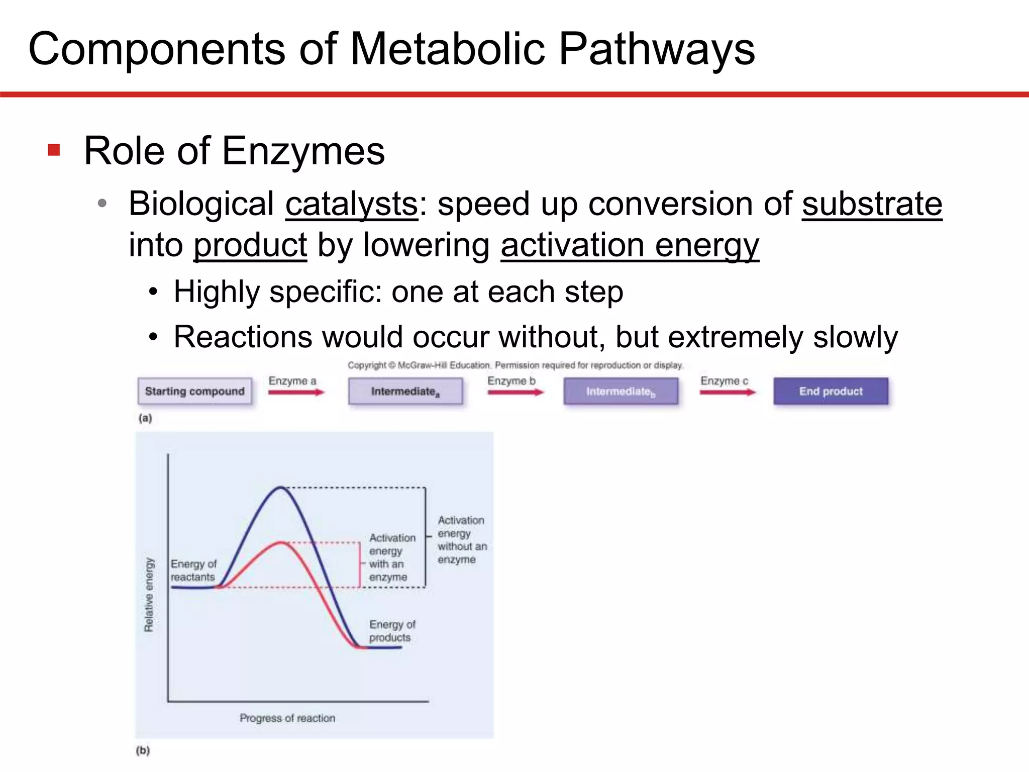 Microbial Metabolism presentations.pptx