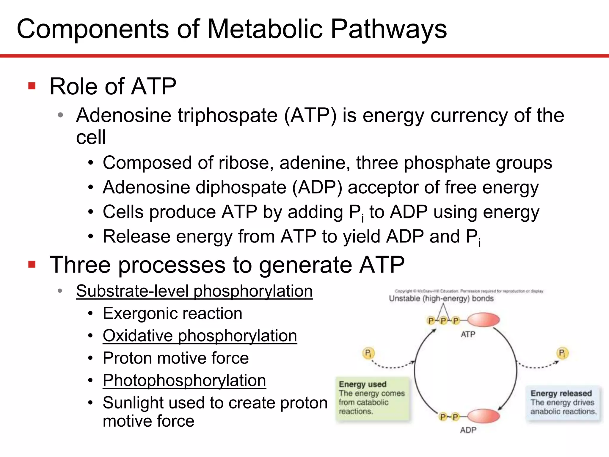 Microbial Metabolism presentations.pptx