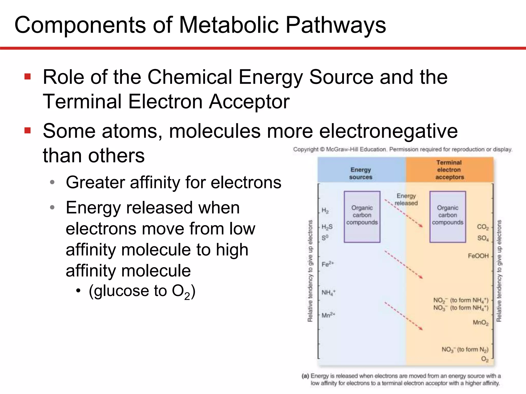 Microbial Metabolism presentations.pptx