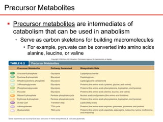 Microbial Metabolism presentations.pptx