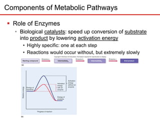 Microbial Metabolism presentations.pptx