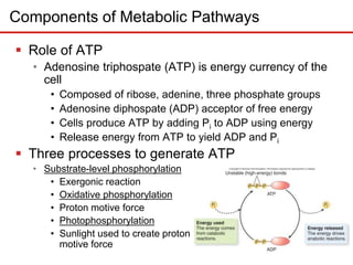 Microbial Metabolism presentations.pptx