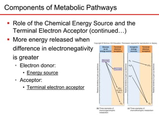 Microbial Metabolism presentations.pptx