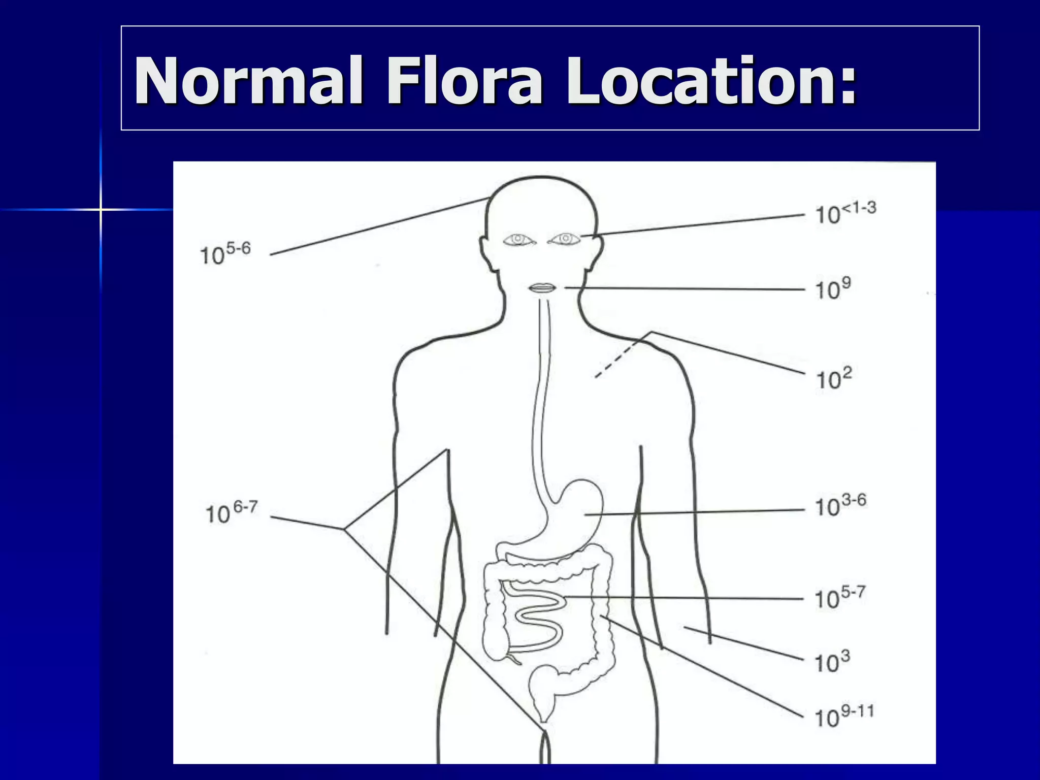 Microbial normal flora lecture 2.ppt