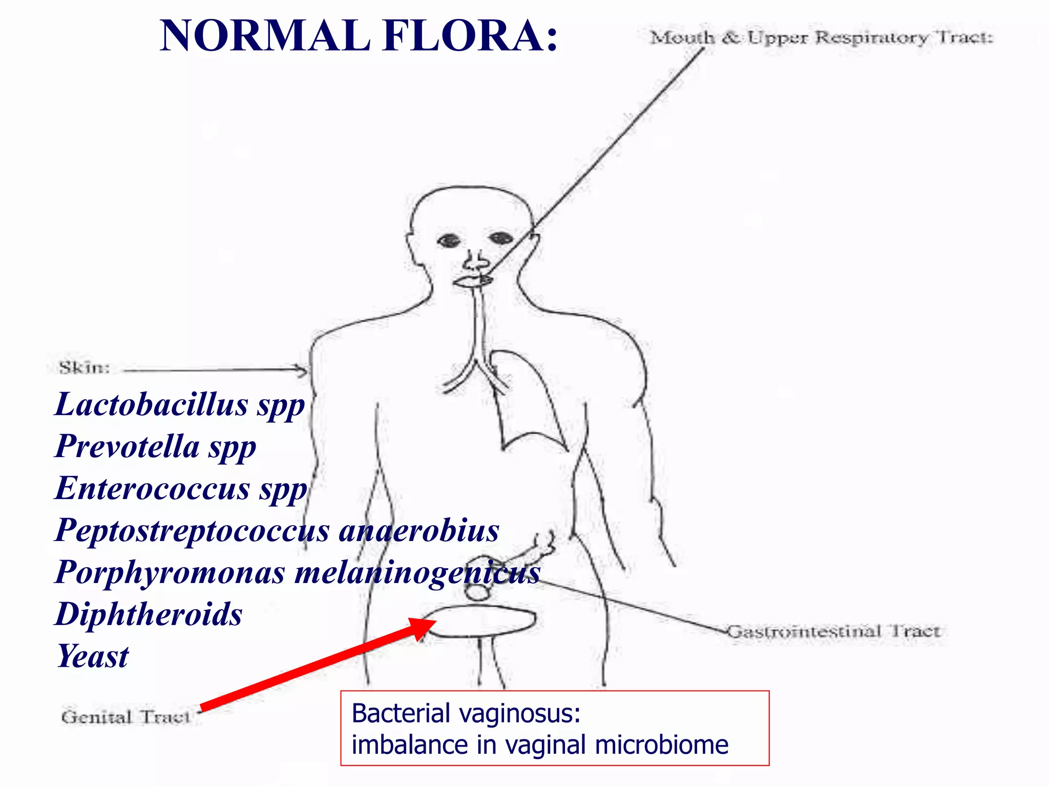 Microbial normal flora lecture 2.ppt