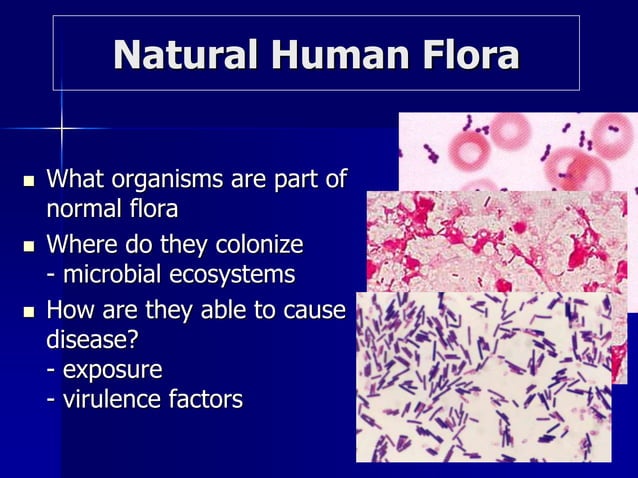 Microbial normal flora lecture 2.ppt