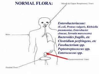 Microbial normal flora lecture 2.ppt