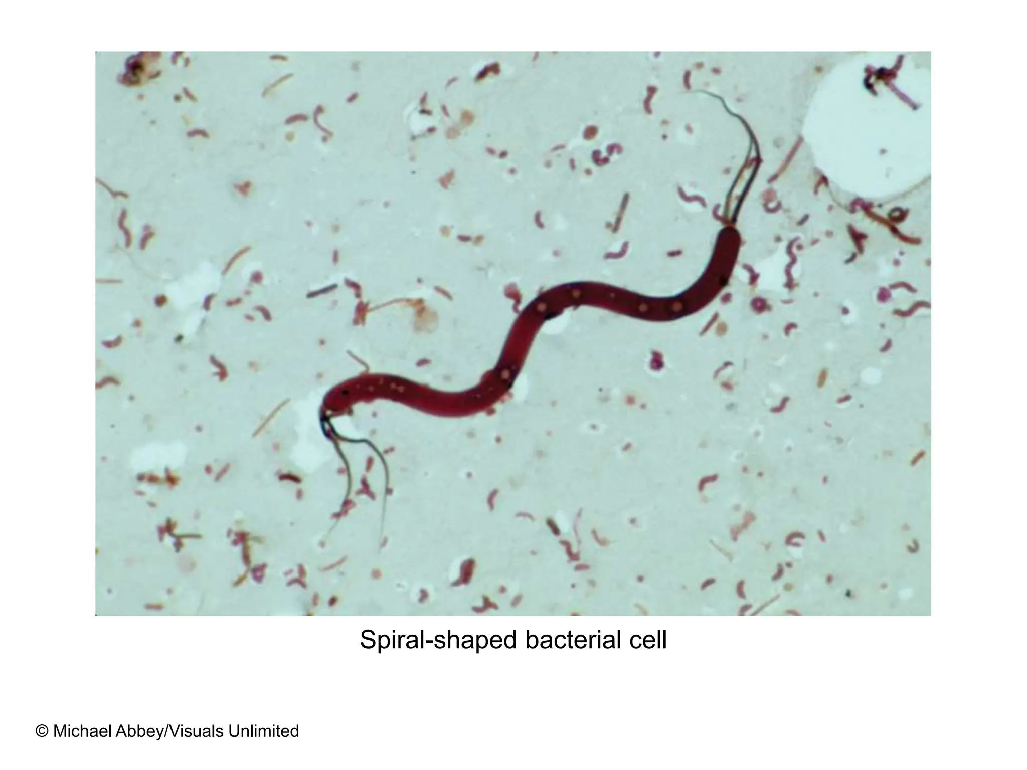 Microbial nutrition and growth GeneralMicrobiology.ppt