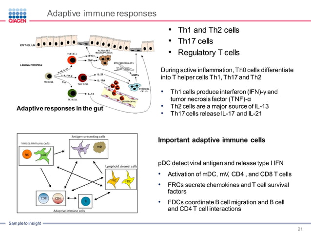 Microbial Pathogenesis and Host Immune Response | PDF | Digestive Disorders | Diseases and ...