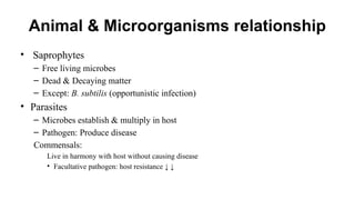 Microbial Pathogenicity (classification and steps).pptx