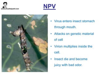 Microbial pesticide for organic agriculture | PPT