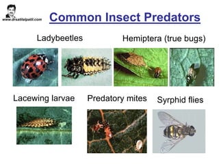 Microbial pesticide for organic agriculture | PPT