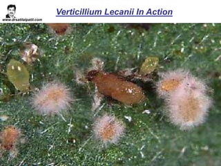 Microbial pesticide for organic agriculture | PPT