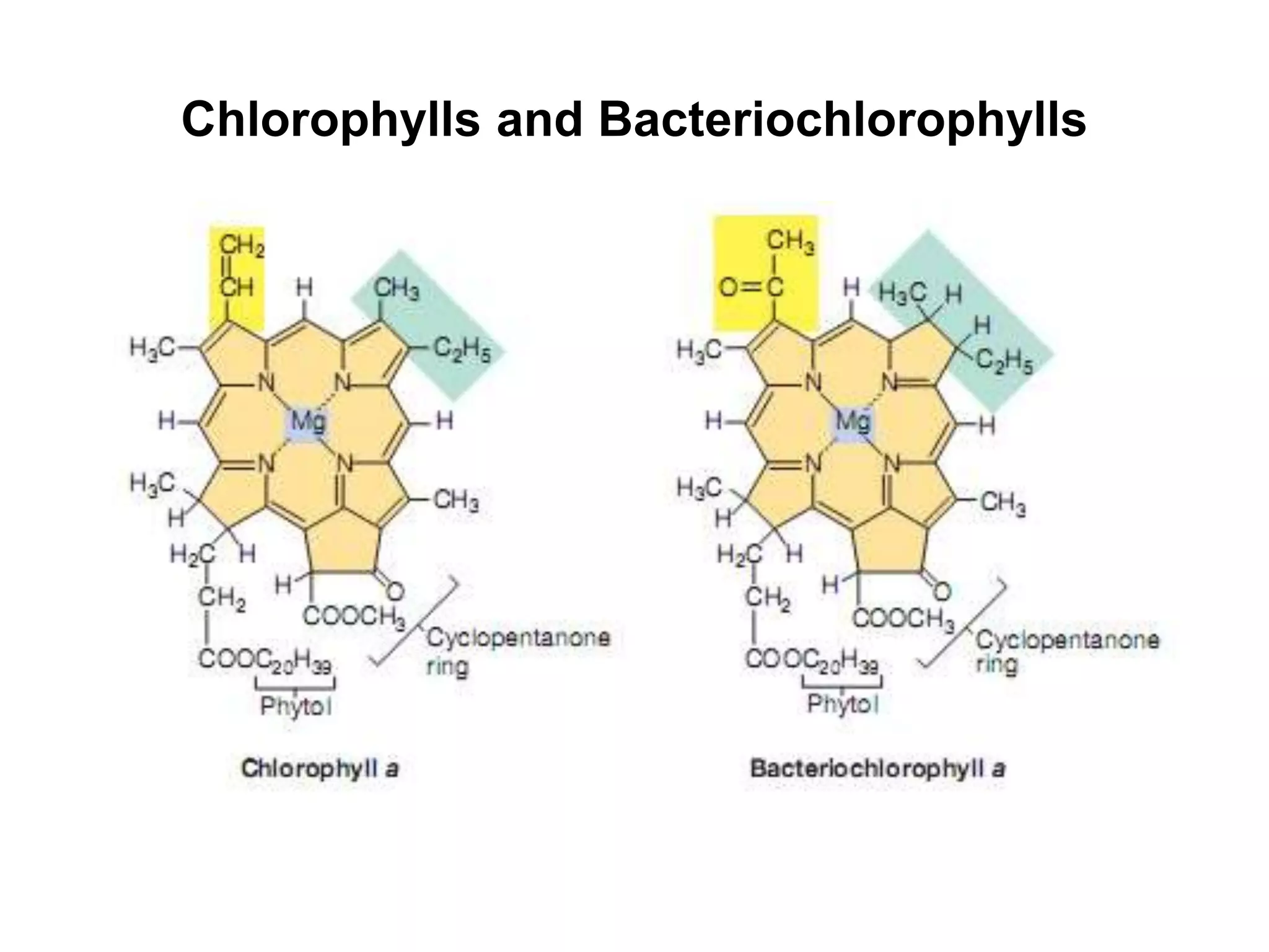 Phototrophy, chemotrophy and autotrophy in prokaryotes | PPT