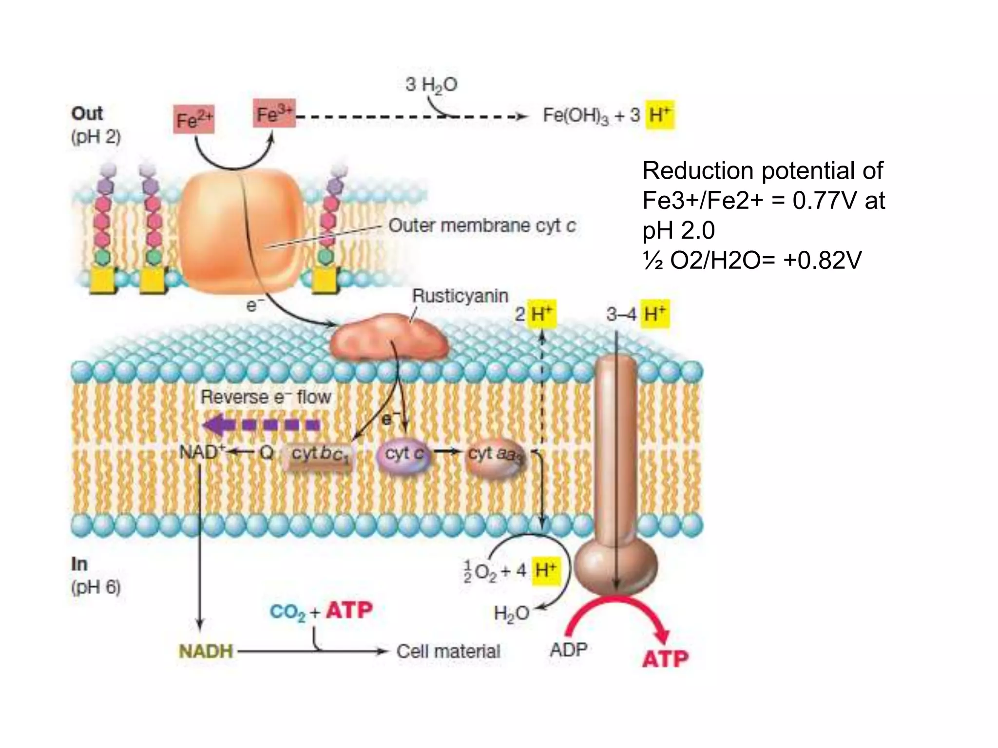 Phototrophy, chemotrophy and autotrophy in prokaryotes | PPT ...