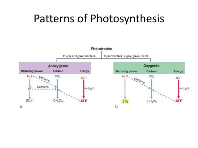 Phototrophy, chemotrophy and autotrophy in prokaryotes | PPT ...