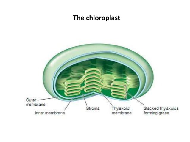 Phototrophy, chemotrophy and autotrophy in prokaryotes | PPT ...