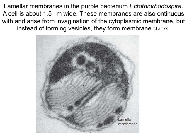 Phototrophy, chemotrophy and autotrophy in prokaryotes | PPT ...
