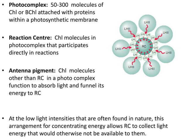 Phototrophy, chemotrophy and autotrophy in prokaryotes | PPT ...