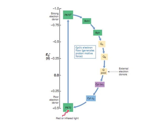 Phototrophy, chemotrophy and autotrophy in prokaryotes | PPT ...