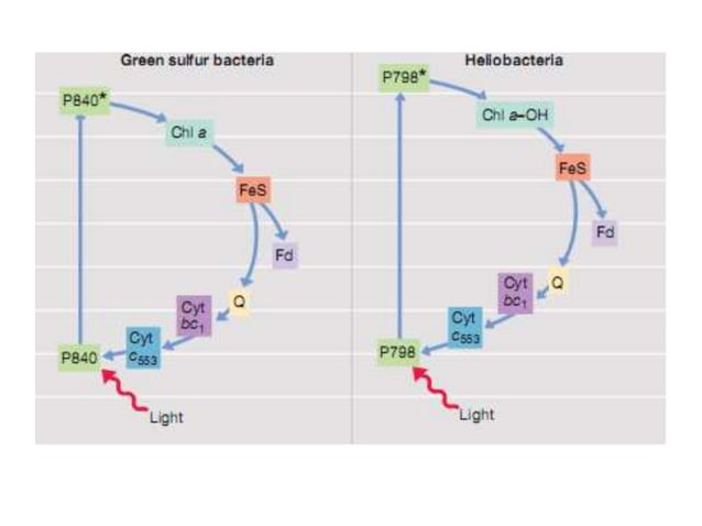 Phototrophy, chemotrophy and autotrophy in prokaryotes | PPT ...