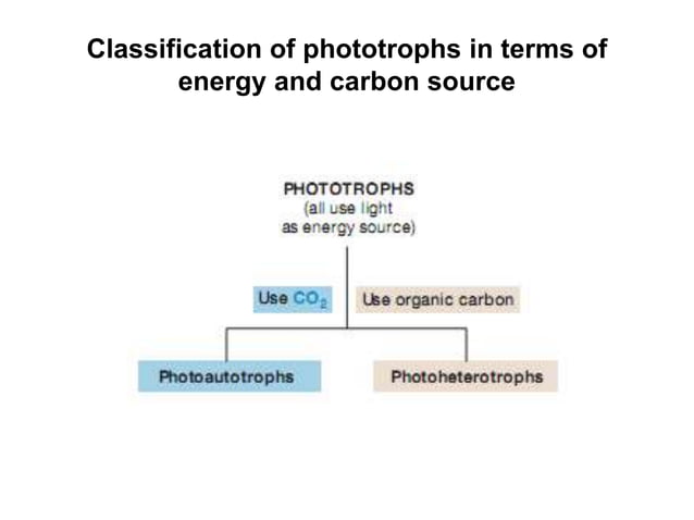 Phototrophy, chemotrophy and autotrophy in prokaryotes | PPT ...